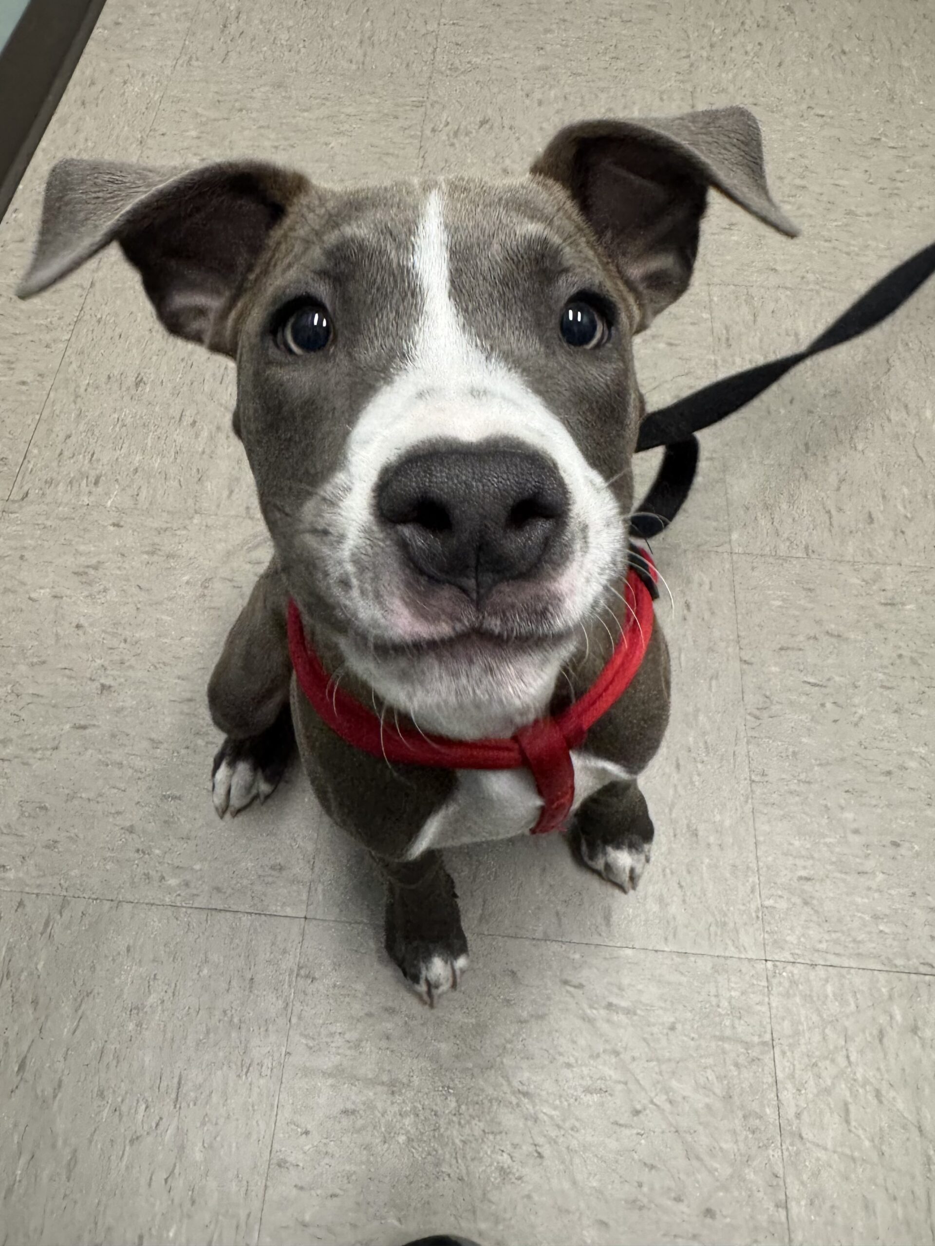 Your Pet’s New Year Health Checklist: What to Schedule in 2026 in ...