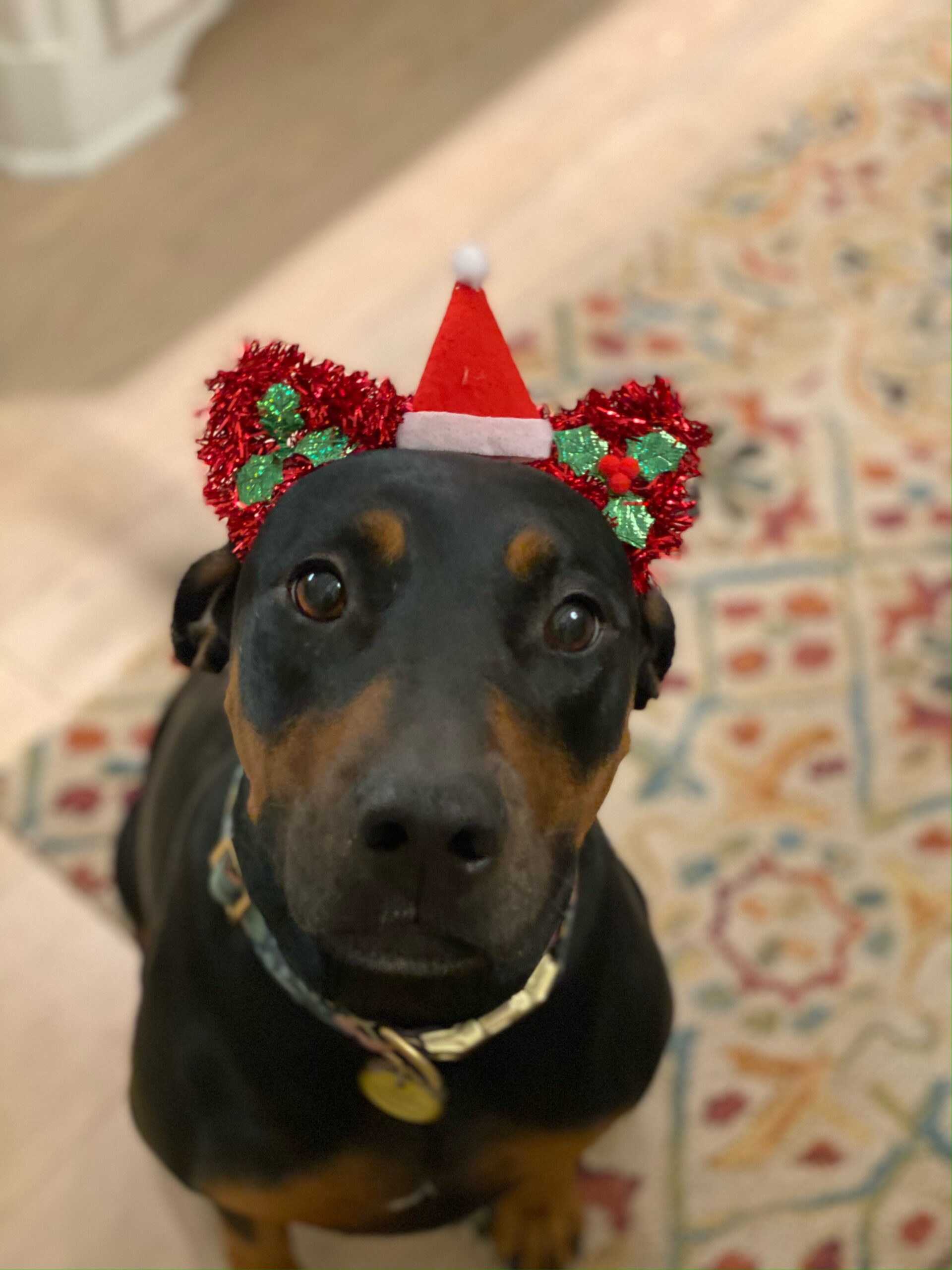 Your Pet’s New Year Health Checklist: What to Schedule in 2026 in ...