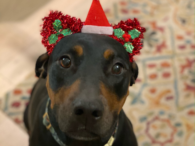 Your Pet’s New Year Health Checklist: What to Schedule in 2026 in ...